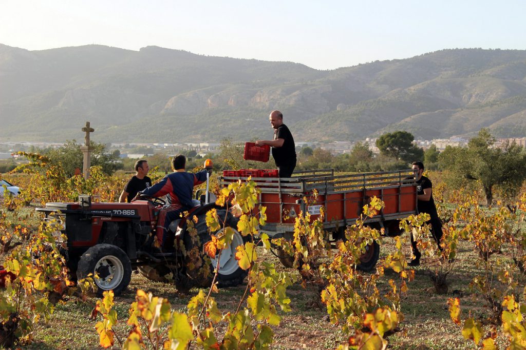 Laudum Roble: vino tinto, eco y mediterráneo de Bodegas Bocopa