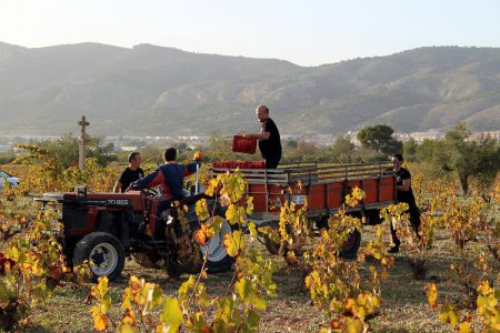 Laudum Roble: vino tinto, eco y mediterráneo de Bodegas Bocopa